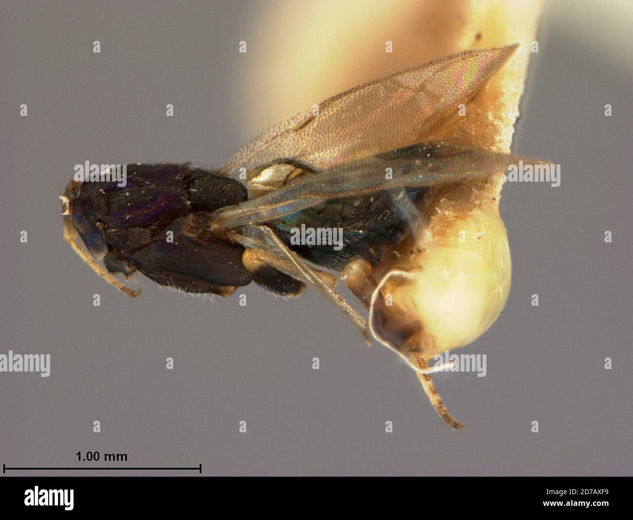 Morgantown, Monongalia, West Virginia, United States, Eupelmus ...