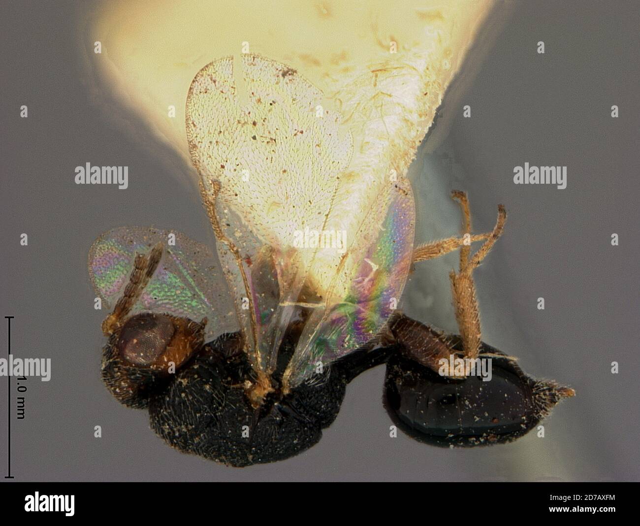 Eurytoma lycti ashmead hi-res stock photography and images - Alamy