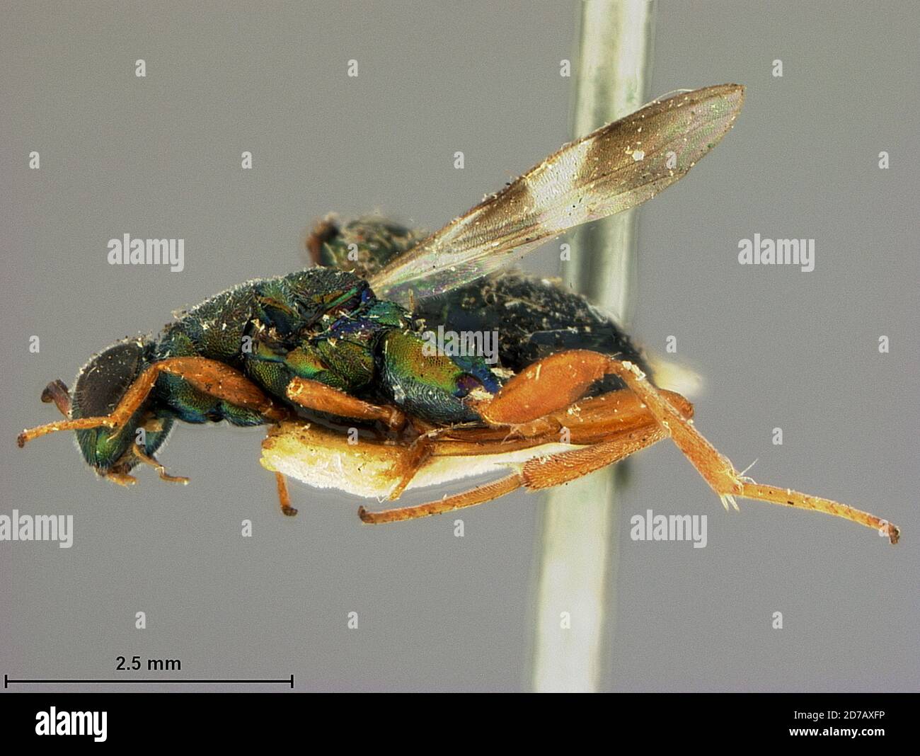 Riley, Kansas, United States, Charitopus magnificus Ashmead, 1888 ...