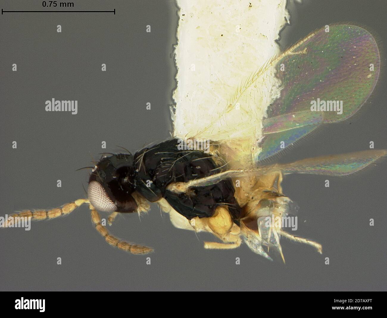 Manila, Rizal, Philippines, Euplectrus manilae Ashmead, 1904, Animalia ...