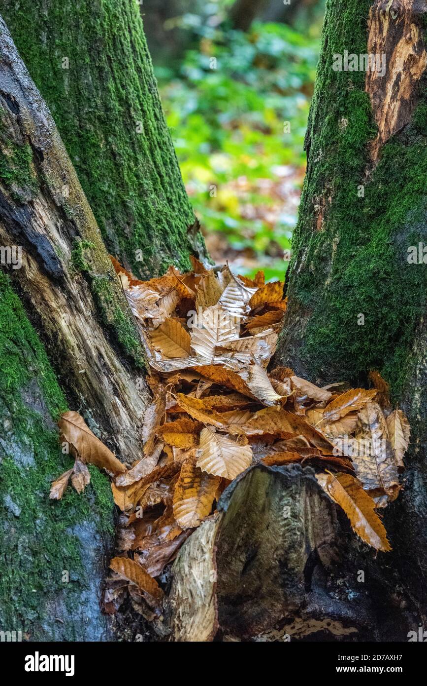 autumn leaves in joint of branches on green mossy covered tree ...