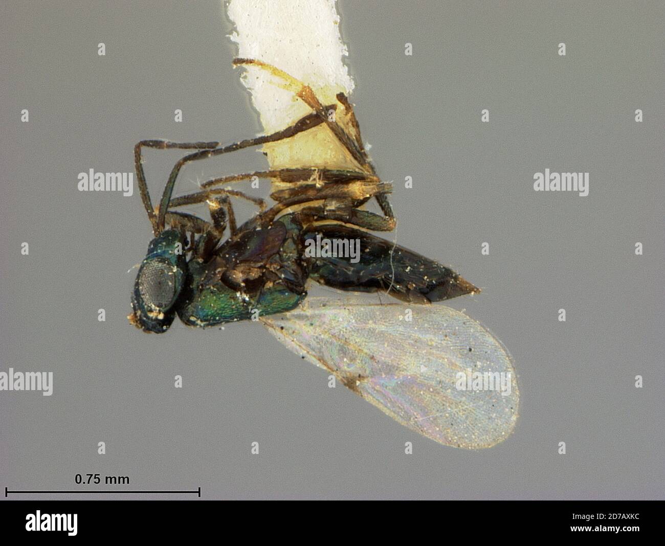 Liothorax melanocera ashmead hi-res stock photography and images - Alamy