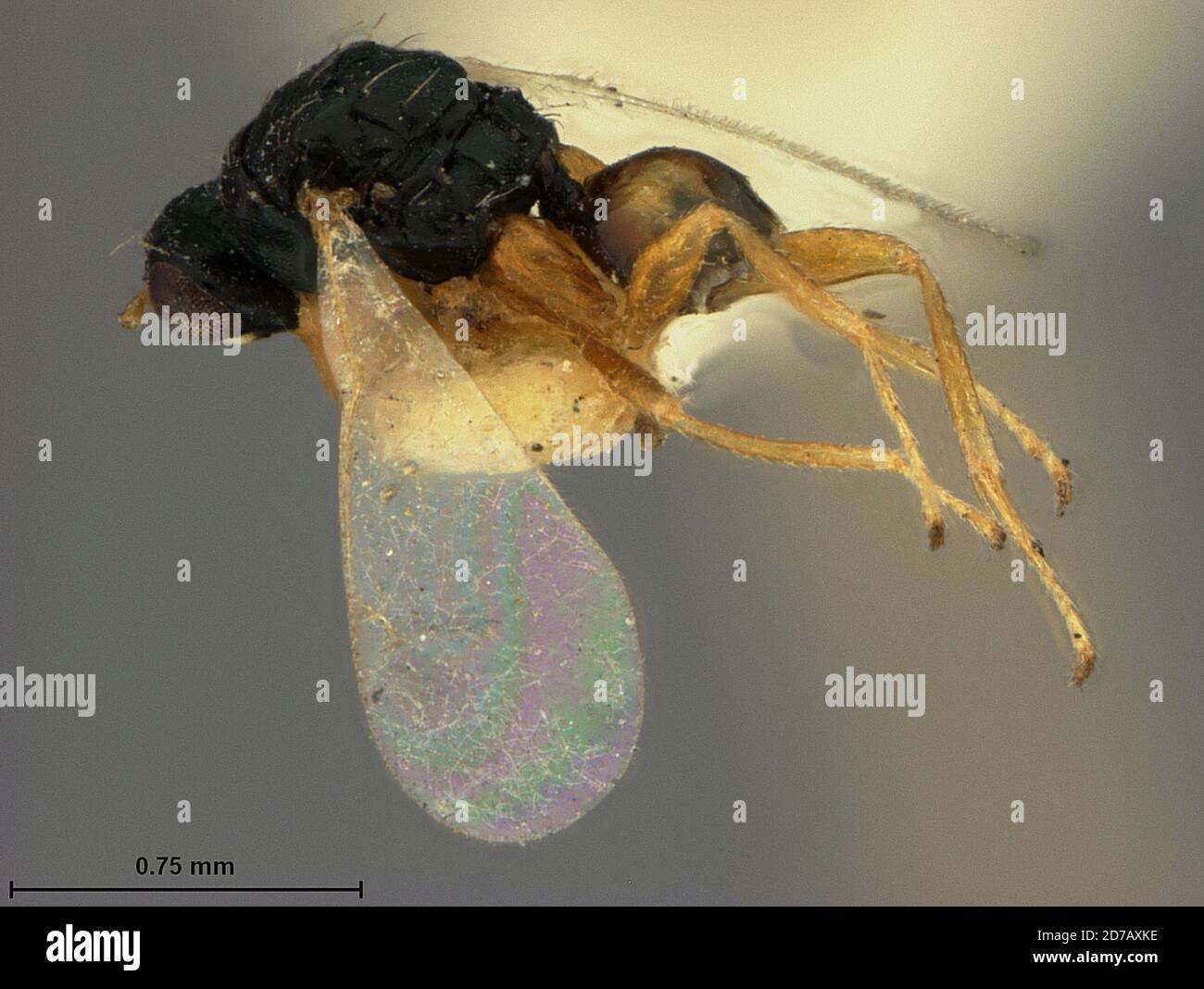 Jacksonville, Duval, Florida, United States, Euplectrus marginatus ...