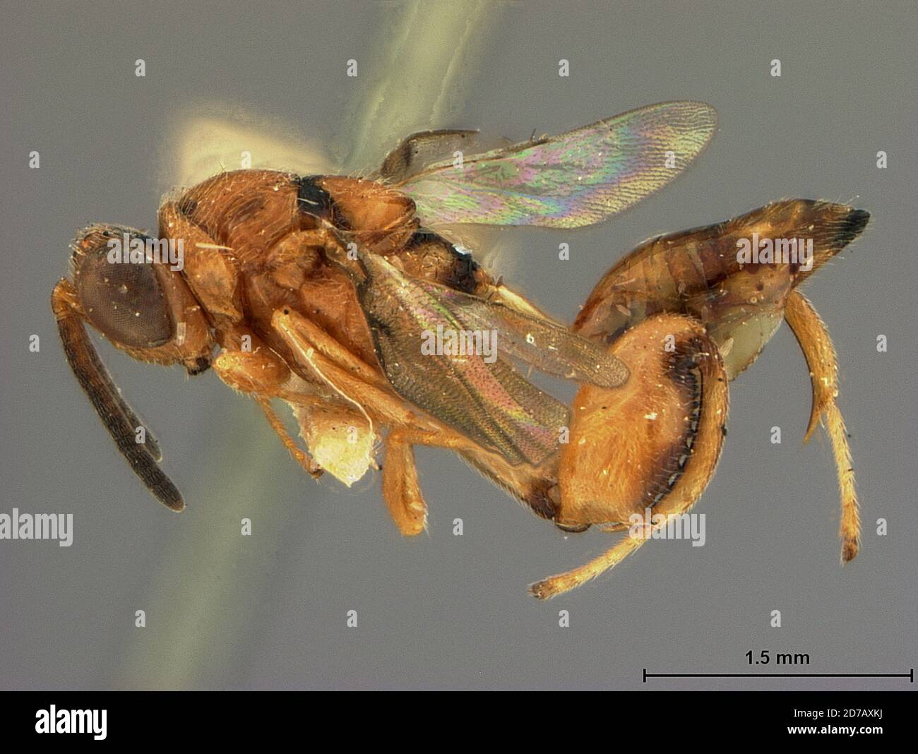 Bahia, Republic of Trinidad and Tobago, Spilochalcis meridionalis ...