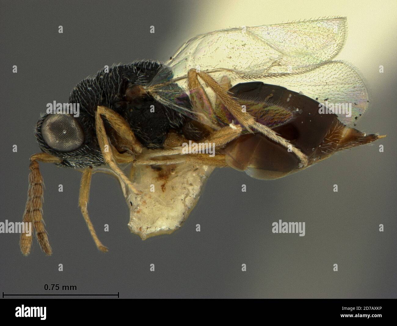 Manila, Rizal, Philippines, Eurytoma manilensis Ashmead, 1904, Animalia ...