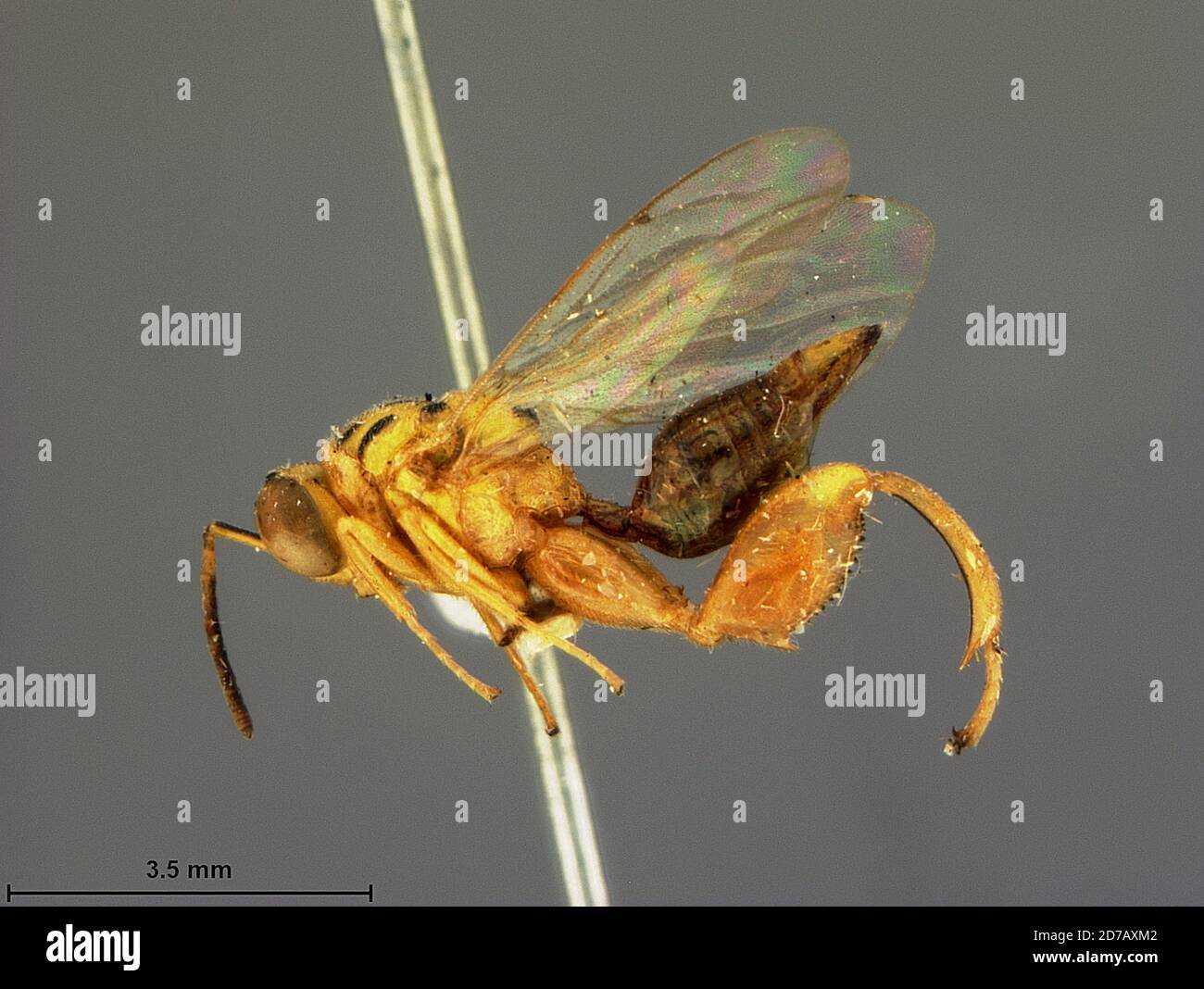 Republic of Trinidad and Tobago, Spilochalcis marshalli Ashmead, 1904 ...