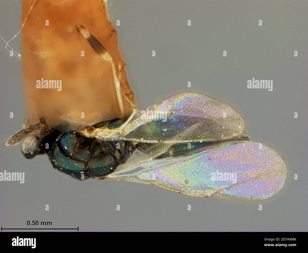 Tetrastichus microrhopalae ashmead hi-res stock photography and images ...