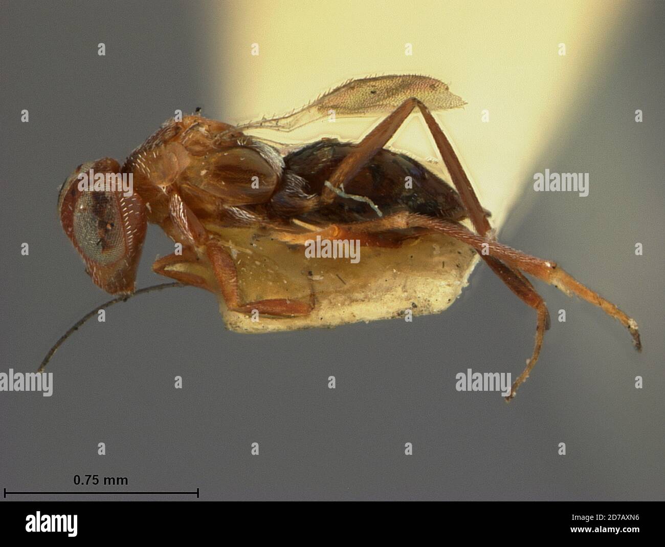 Las Cruces, Dona Ana, New Mexico, United States, Anusia neomexicana ...