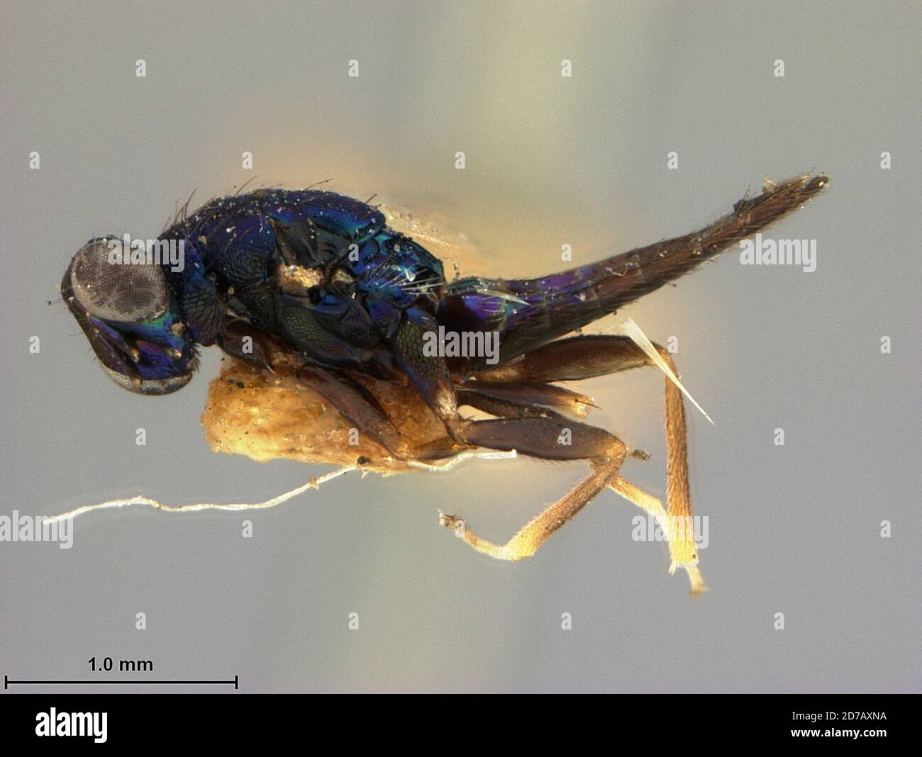 Sympiesis nigrifemora ashmead hi-res stock photography and images - Alamy