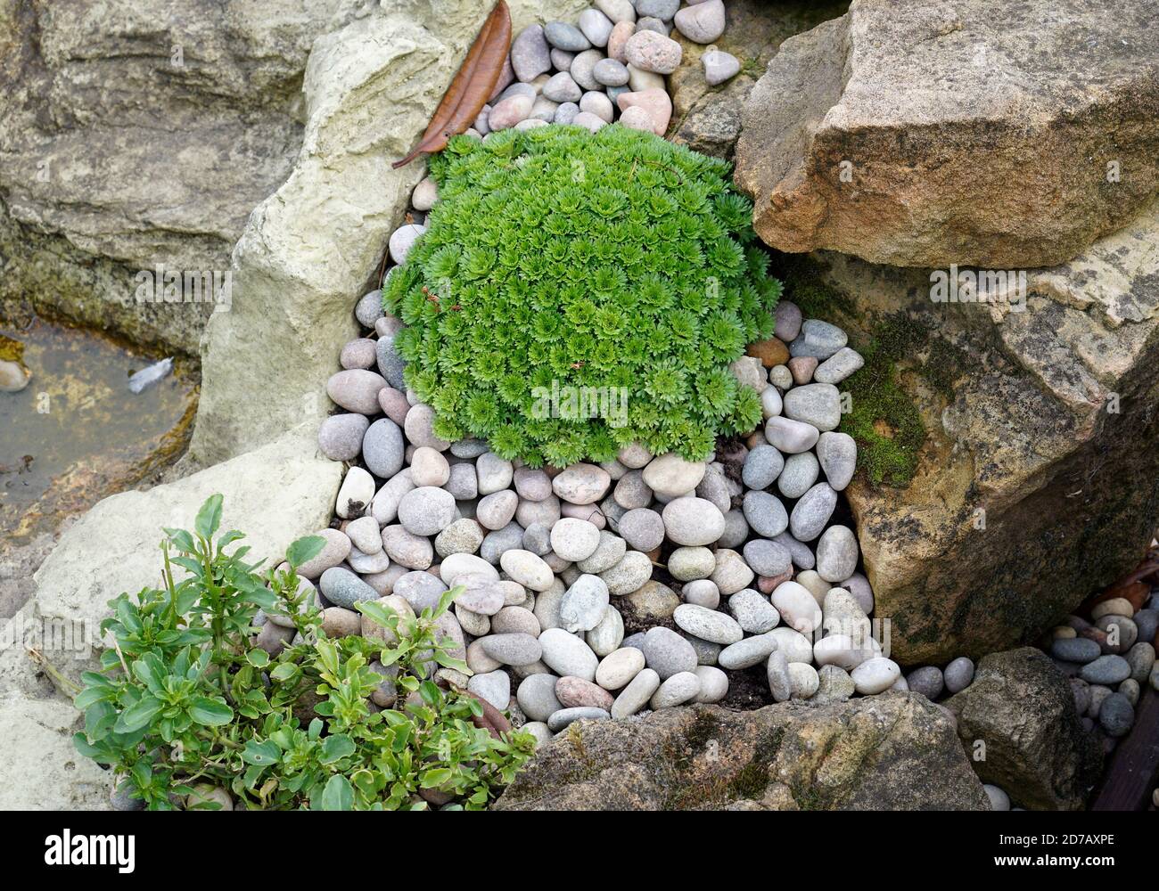 Small alpine rockery garden Stock Photo - Alamy