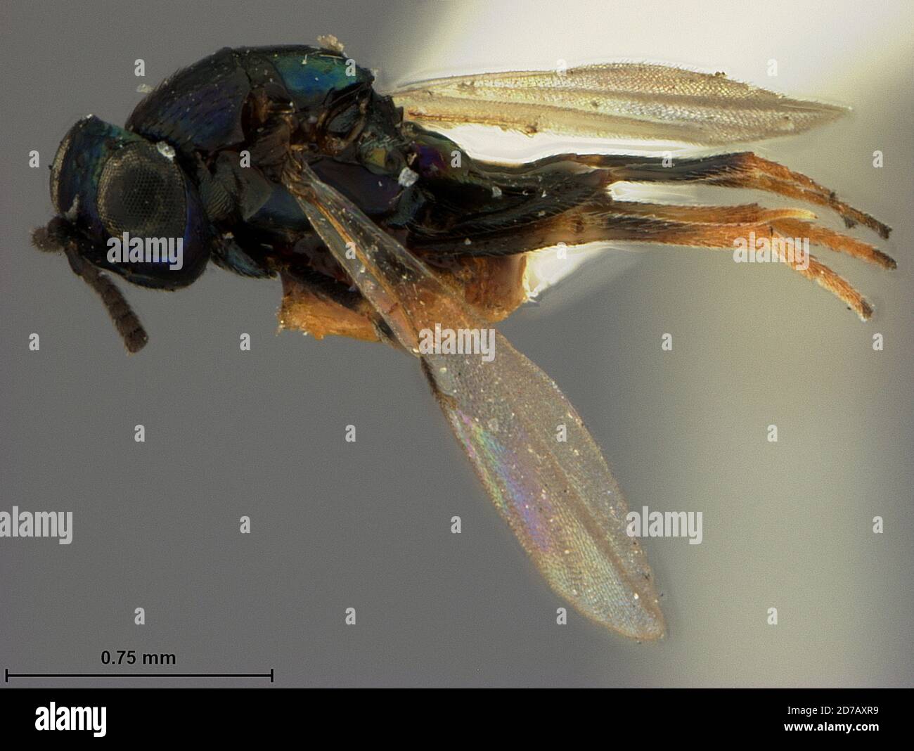 Japan, Syrphophagus nigrocyaneus Ashmead, 1904, Animalia, Arthropoda ...