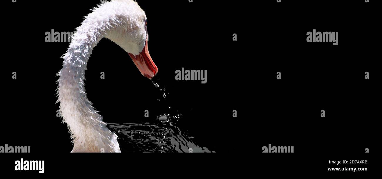 Portrait of a swan on black background. Alive bird with water drops ...