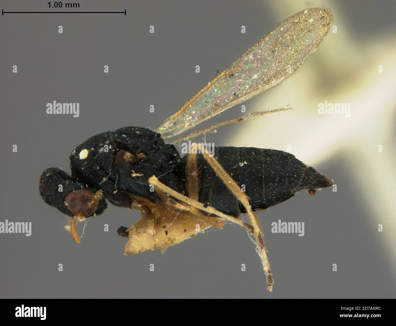 Jacksonville, Duval, Florida, United States, Gyrolasia nigrocyaneus ...