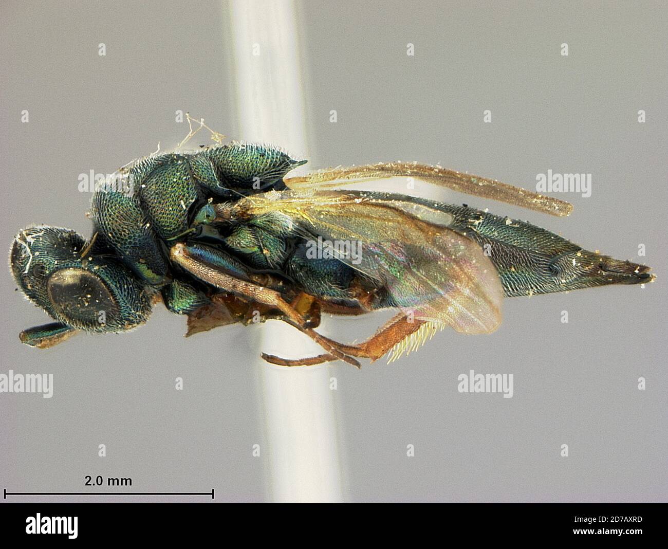 Los Angeles, California, United States, Epistenia odyneri Ashmead, 1896 ...