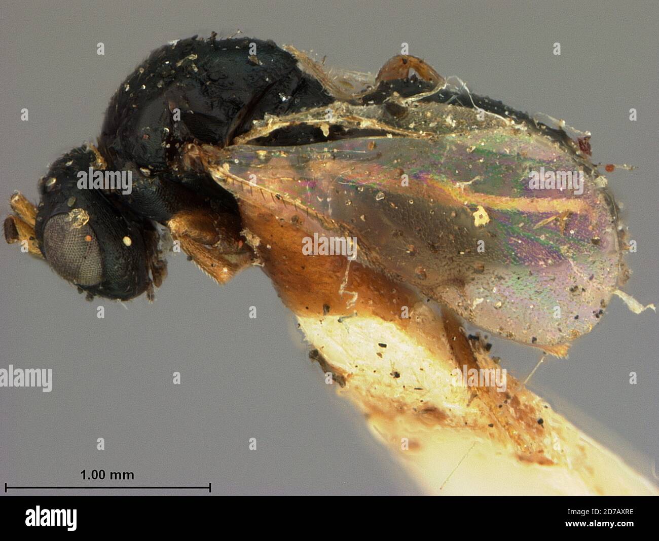 1887 animalia hi-res stock photography and images - Alamy