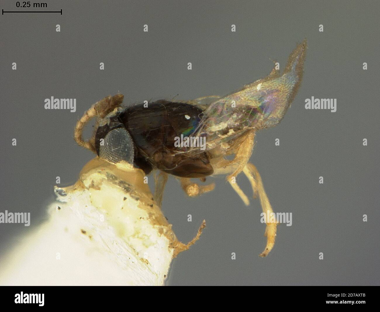 1905 animalia hi-res stock photography and images - Alamy