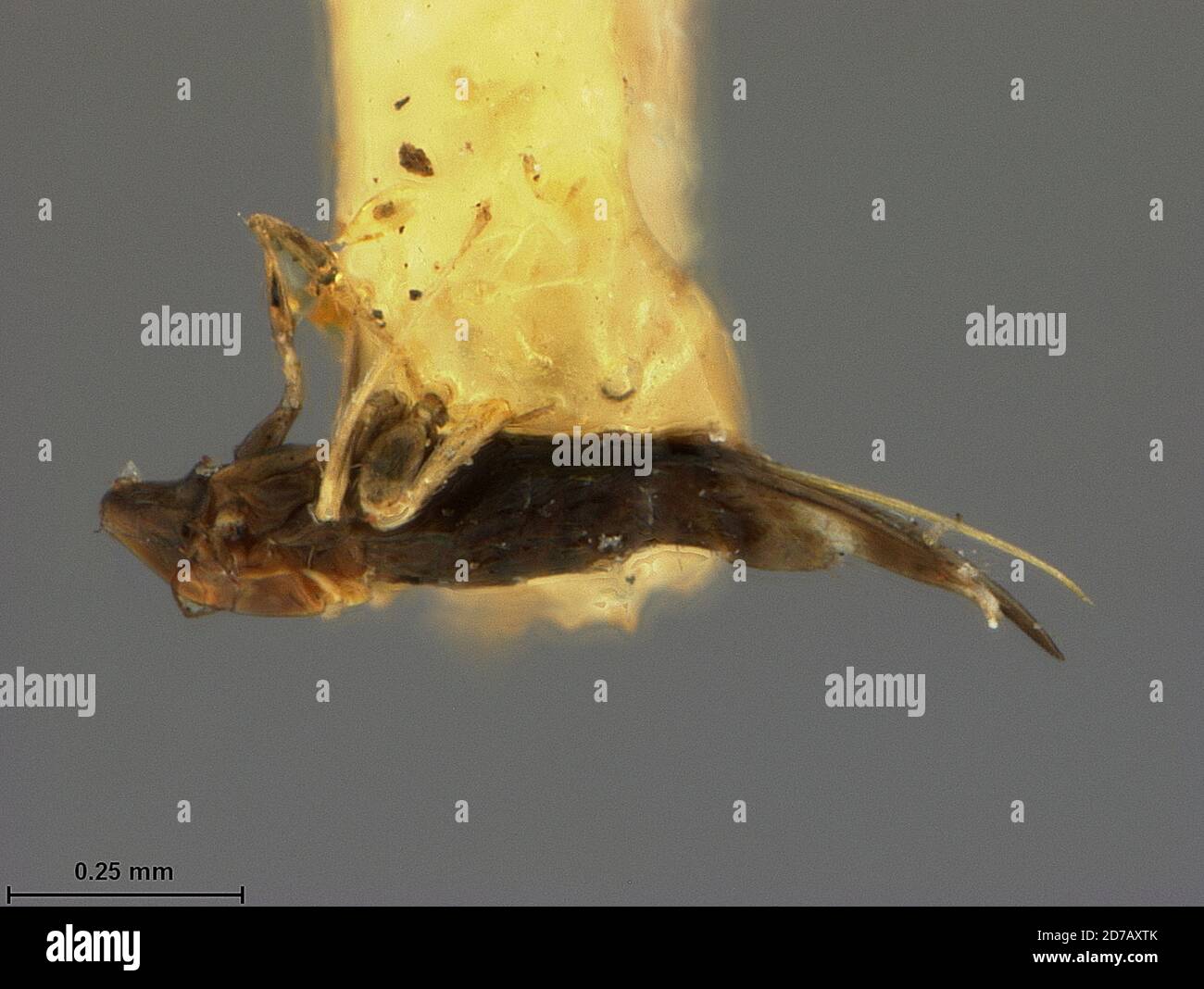 Trichogrammatidae hi-res stock photography and images - Alamy