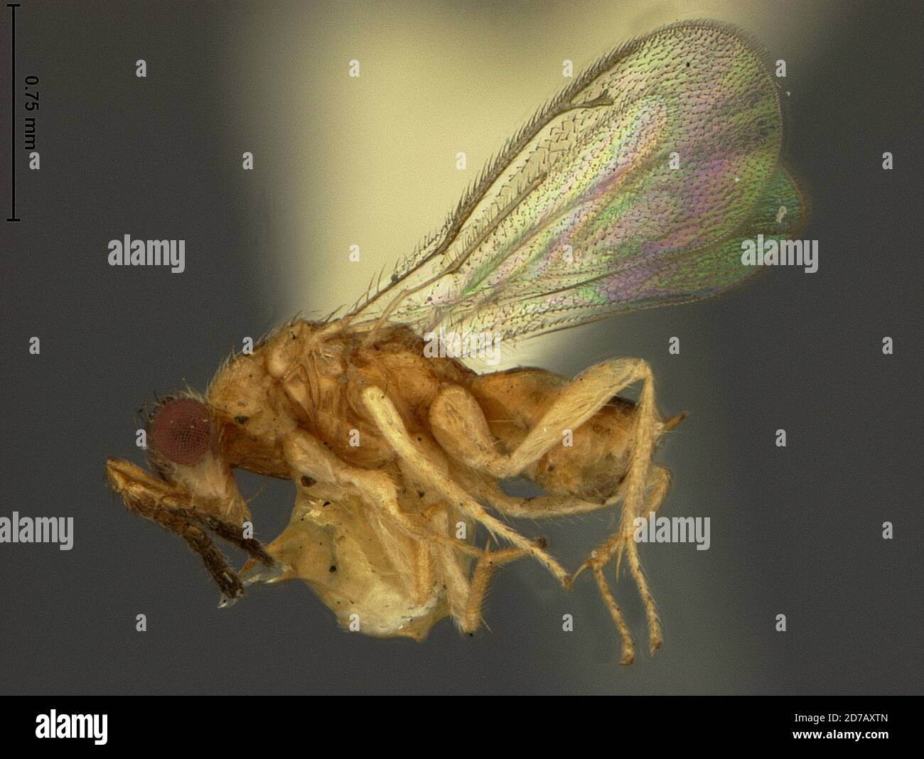 Manila, Rizal, Philippines, Euplectrus philippinensis Ashmead, 1904 ...
