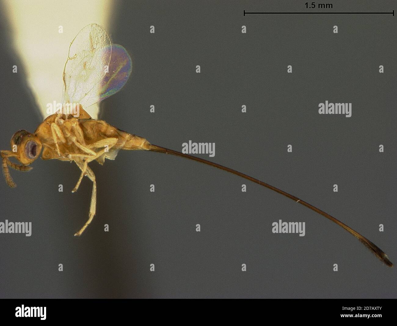Philippines, Sycoryctes philippinensis Ashmead, 1904, Animalia ...