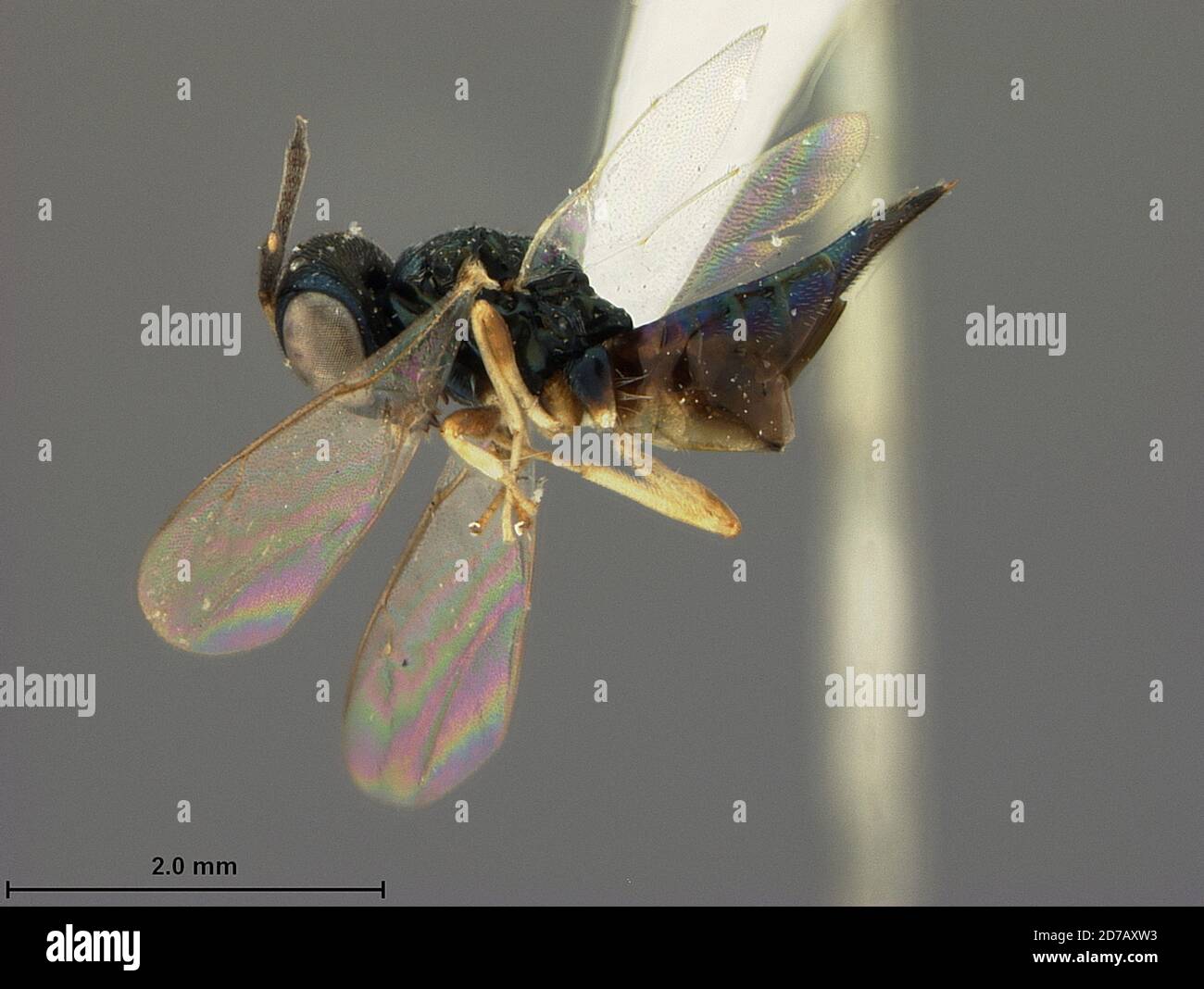 Manila, Rizal, Philippines, Ormocerus pallidipes Ashmead, 1905 ...
