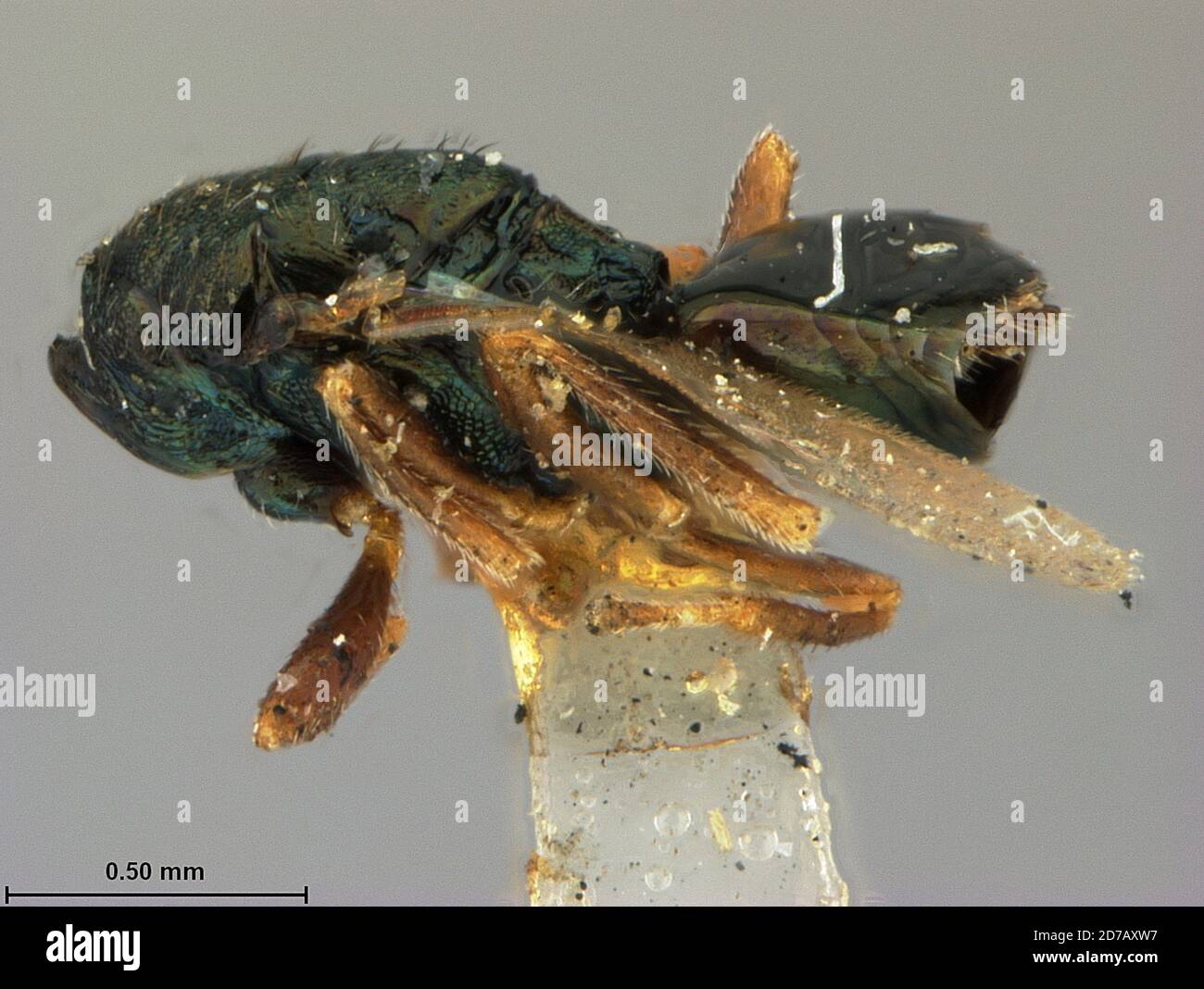 Trichoglenes occidentalis ashmead hi-res stock photography and images ...