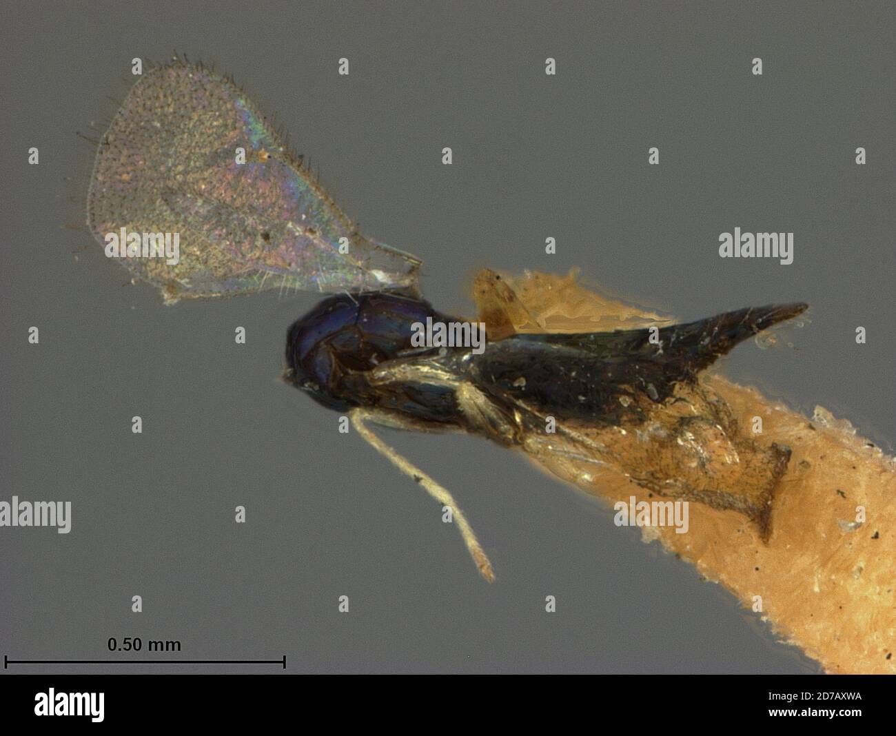 Tetrastichus polynemae ashmead hi-res stock photography and images - Alamy