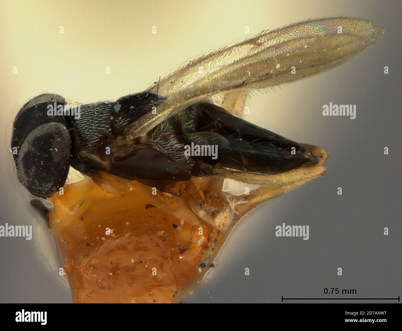 1900 animalia hi-res stock photography and images - Alamy