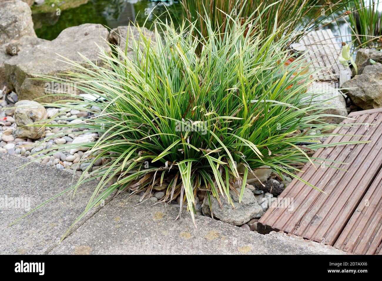 Spiky grass hi-res stock photography and images - Alamy