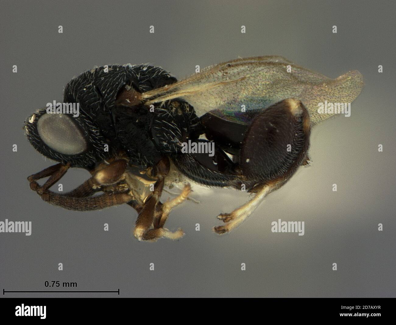Manila, Rizal, Philippines, Chalcis prodeniae Ashmead, 1904, Animalia ...