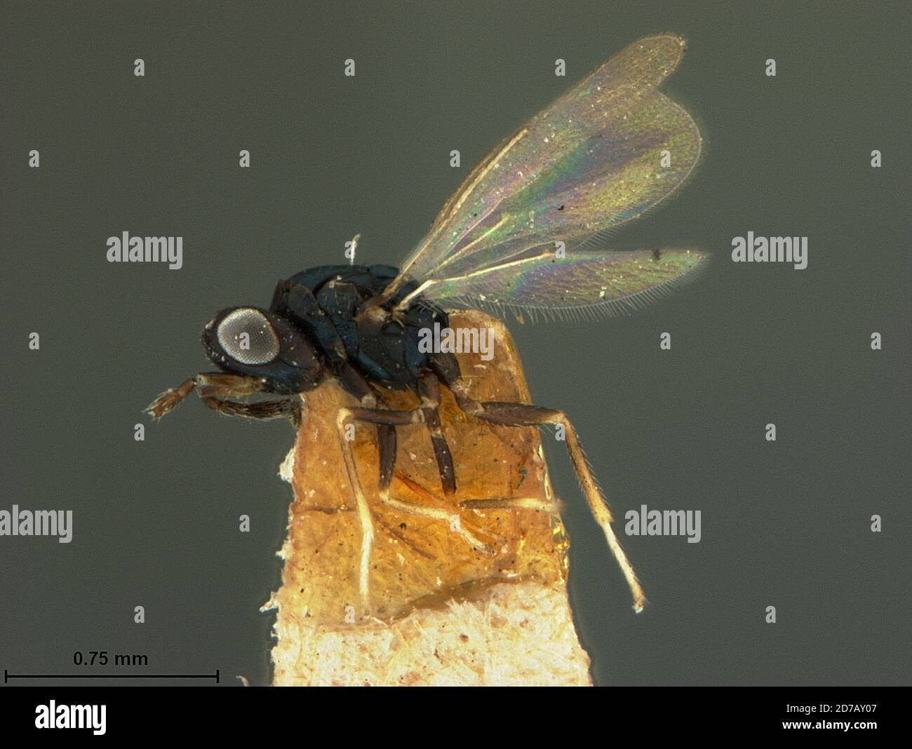 Tetrastichus scolyti ashmead hi-res stock photography and images - Alamy