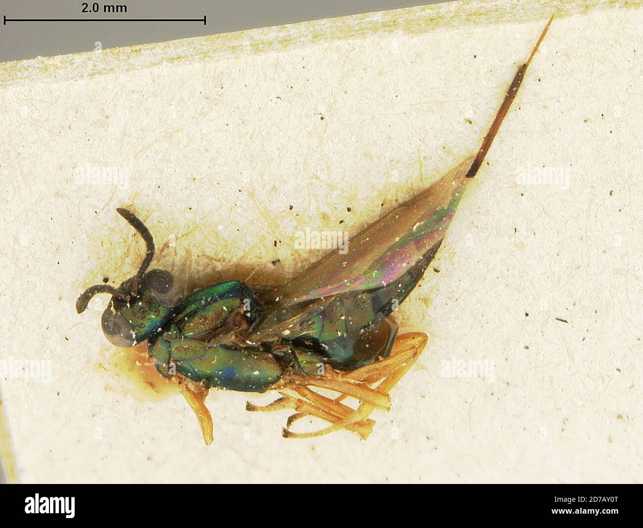Hawaii, United States, Eupelmus konae var. rufipes Ashmead, 1901 ...
