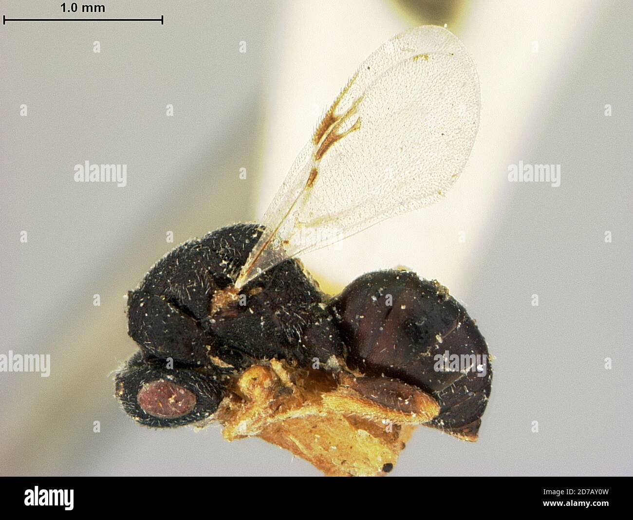 Jacksonville, Duval, Florida, United States, Eurytoma sculpta Ashmead ...