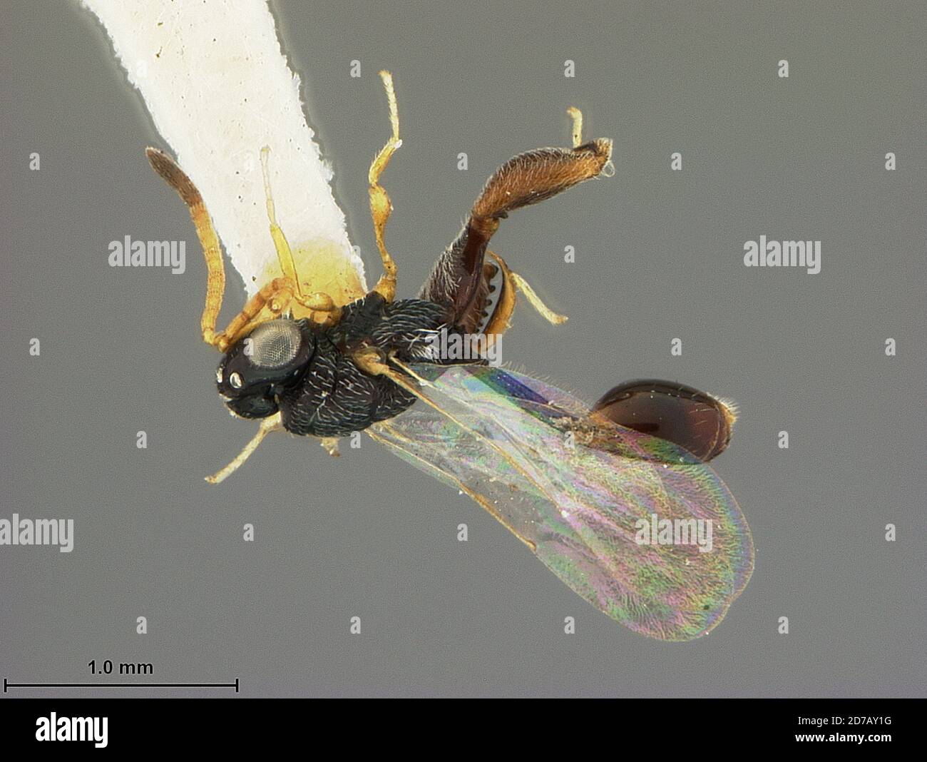 Manila, Rizal, Philippines, Arretocera stantoni Ashmead, 1904, Animalia ...