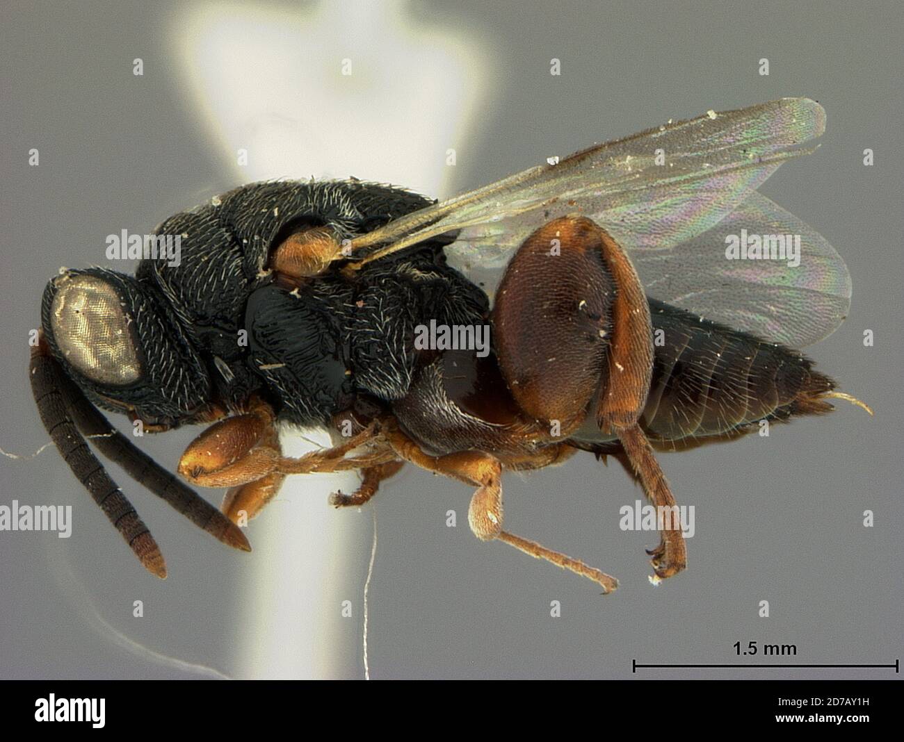 Manila, Rizal, Philippines, Stomatocera sulcata Ashmead, 1905, Animalia ...
