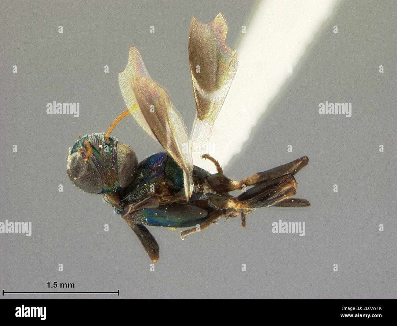 Manila, Rizal, Philippines, Anastatus stantoni Ashmead, 1904, Animalia ...