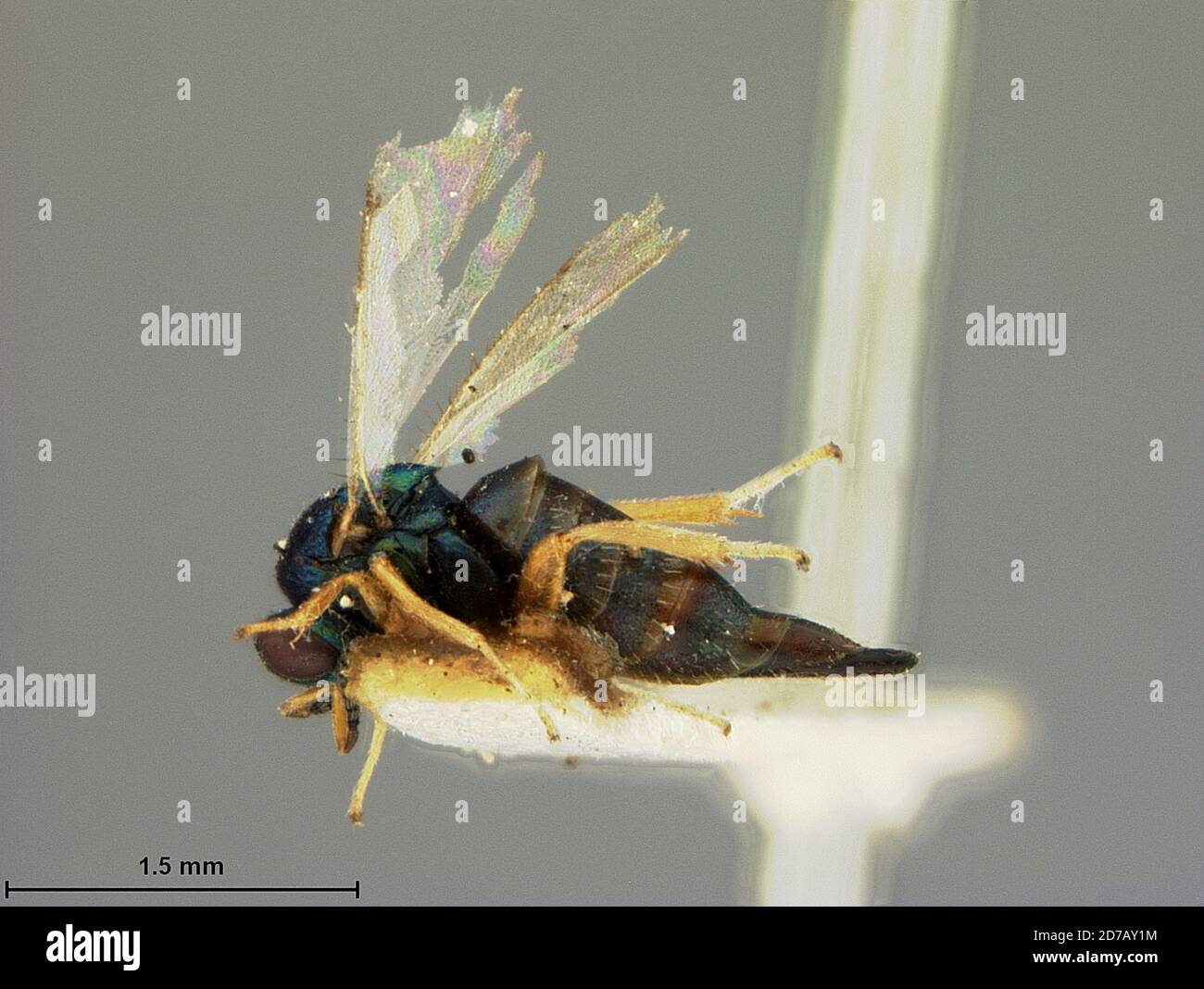 Jacksonville, Duval, Florida, United States, Ormyrus quercus Ashmead ...