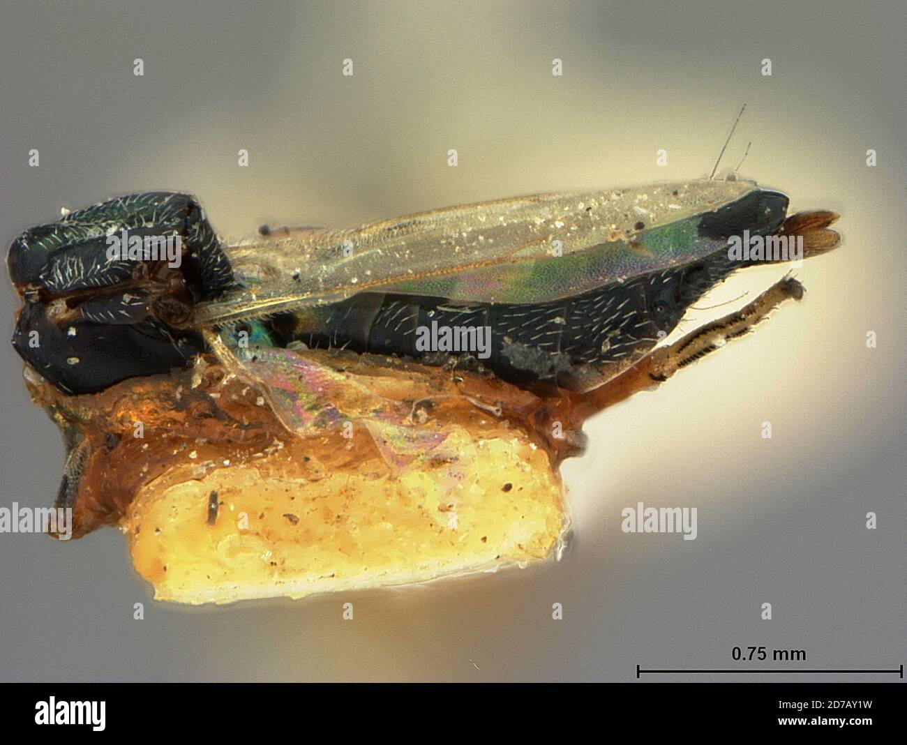 Jacksonville, Duval, Florida, United States, Eupelmus sphaericephalus ...