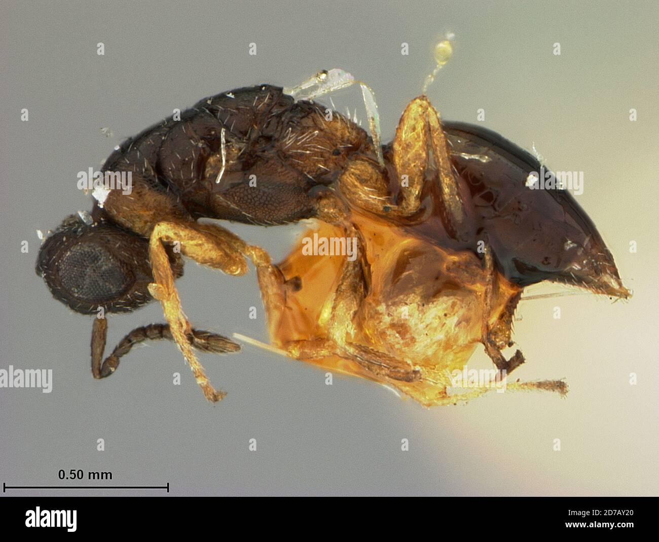 Isosomocharis sulcata ashmead hi-res stock photography and images - Alamy
