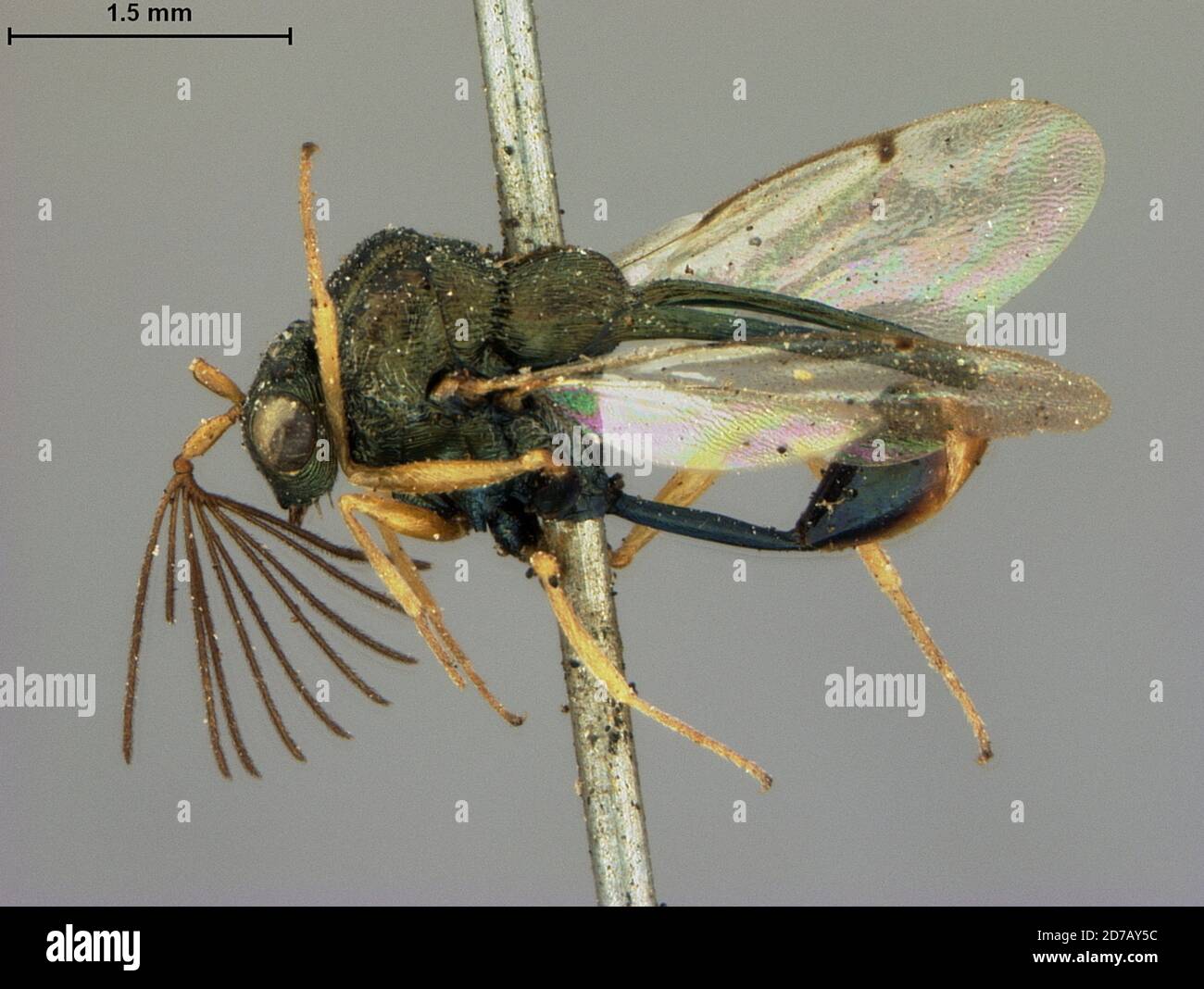 Cuba, Kapala terminalis Ashmead, 1892, Animalia, Arthropoda, Insecta ...