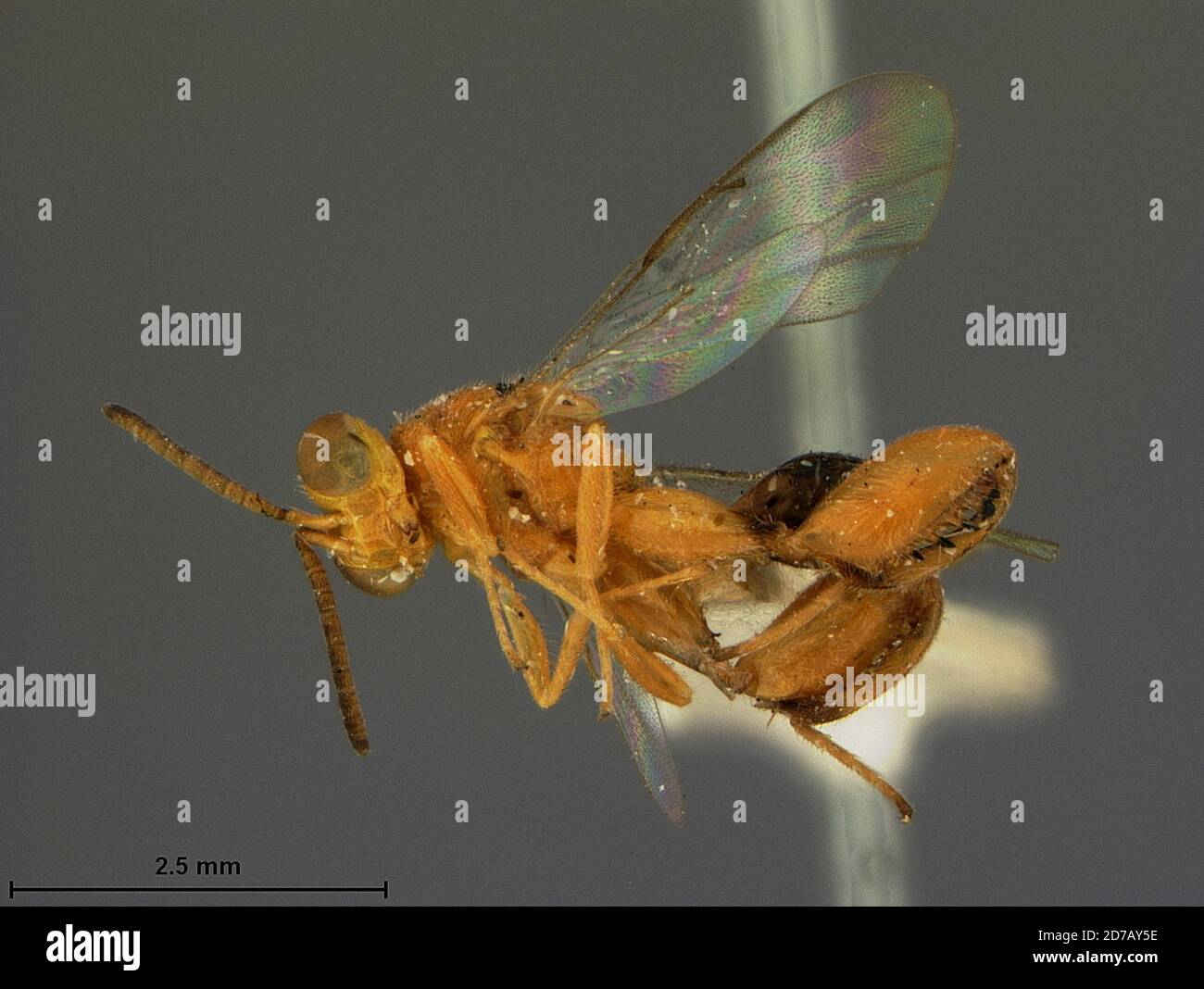 Republic of Trinidad and Tobago, Hexasmicra trinidadensis Ashmead, 1904 ...