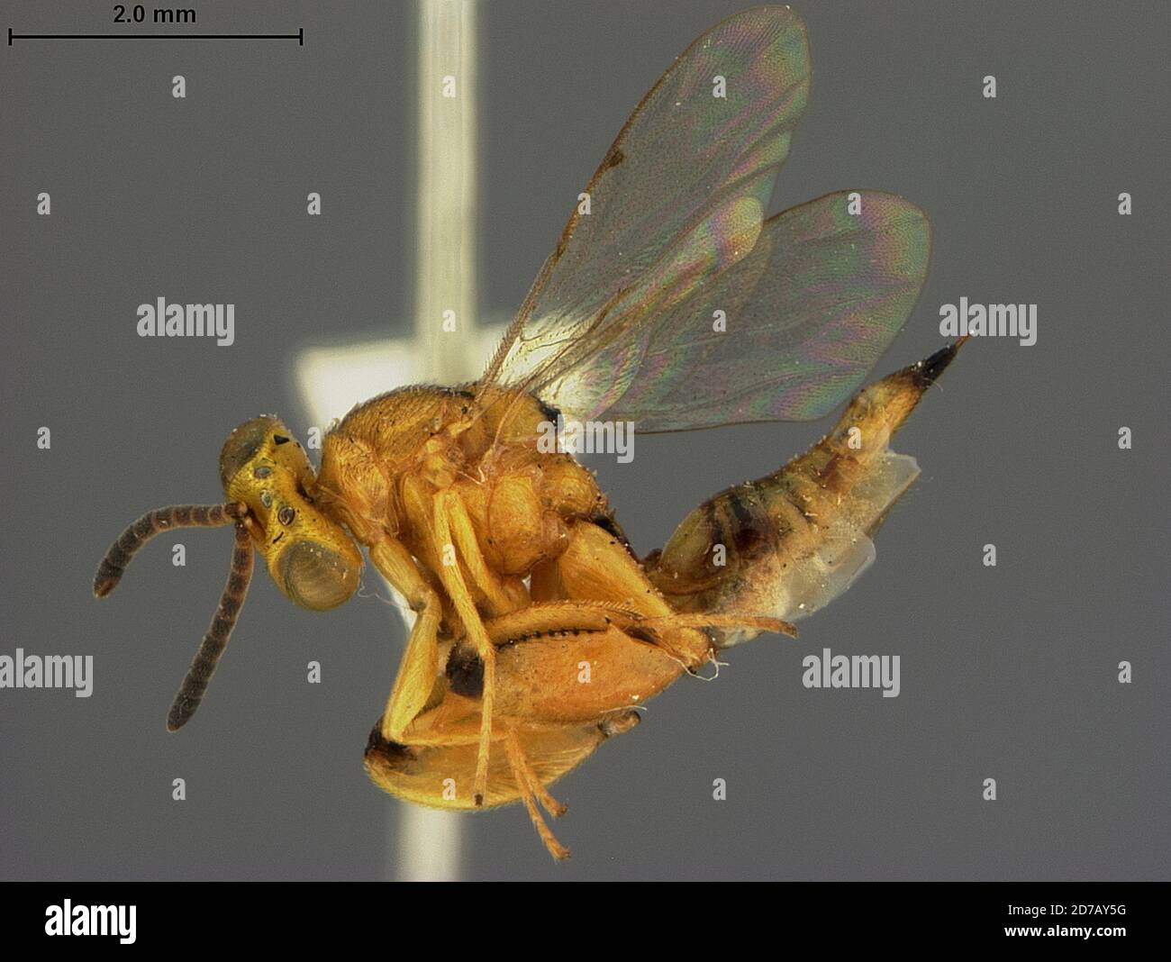 Republic of Trinidad and Tobago, Spilochalcis unilineata Ashmead, 1904 ...