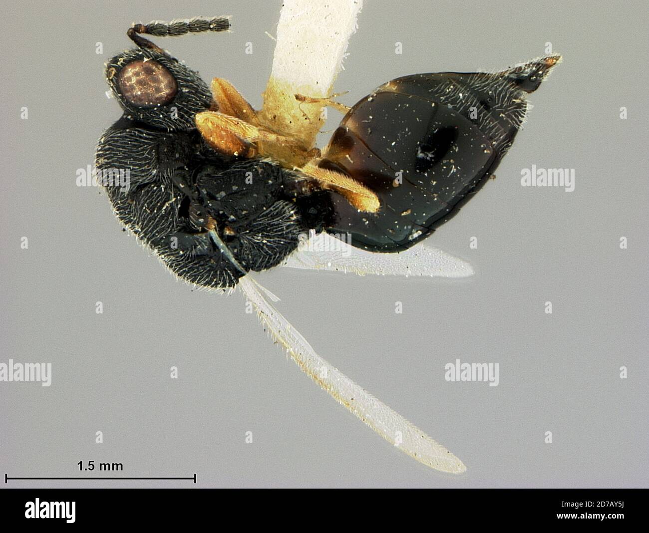 Rosslyn, Arlington, Virginia, United States, Eurytoma tylodermatis ...