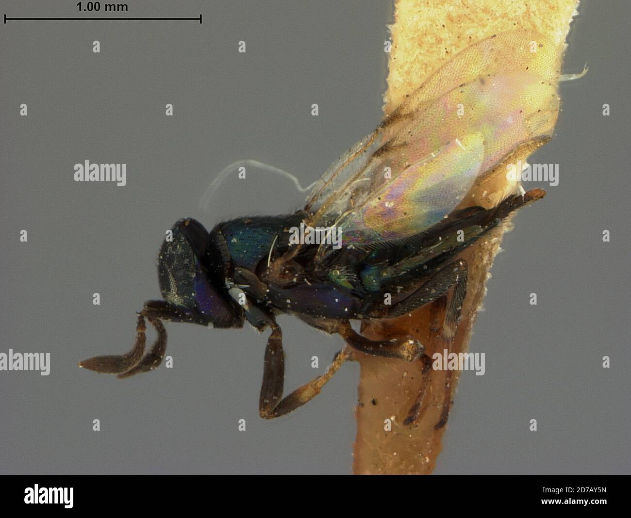 Cambridge, Middlesex, Massachusetts, United States, Encyrtus ...