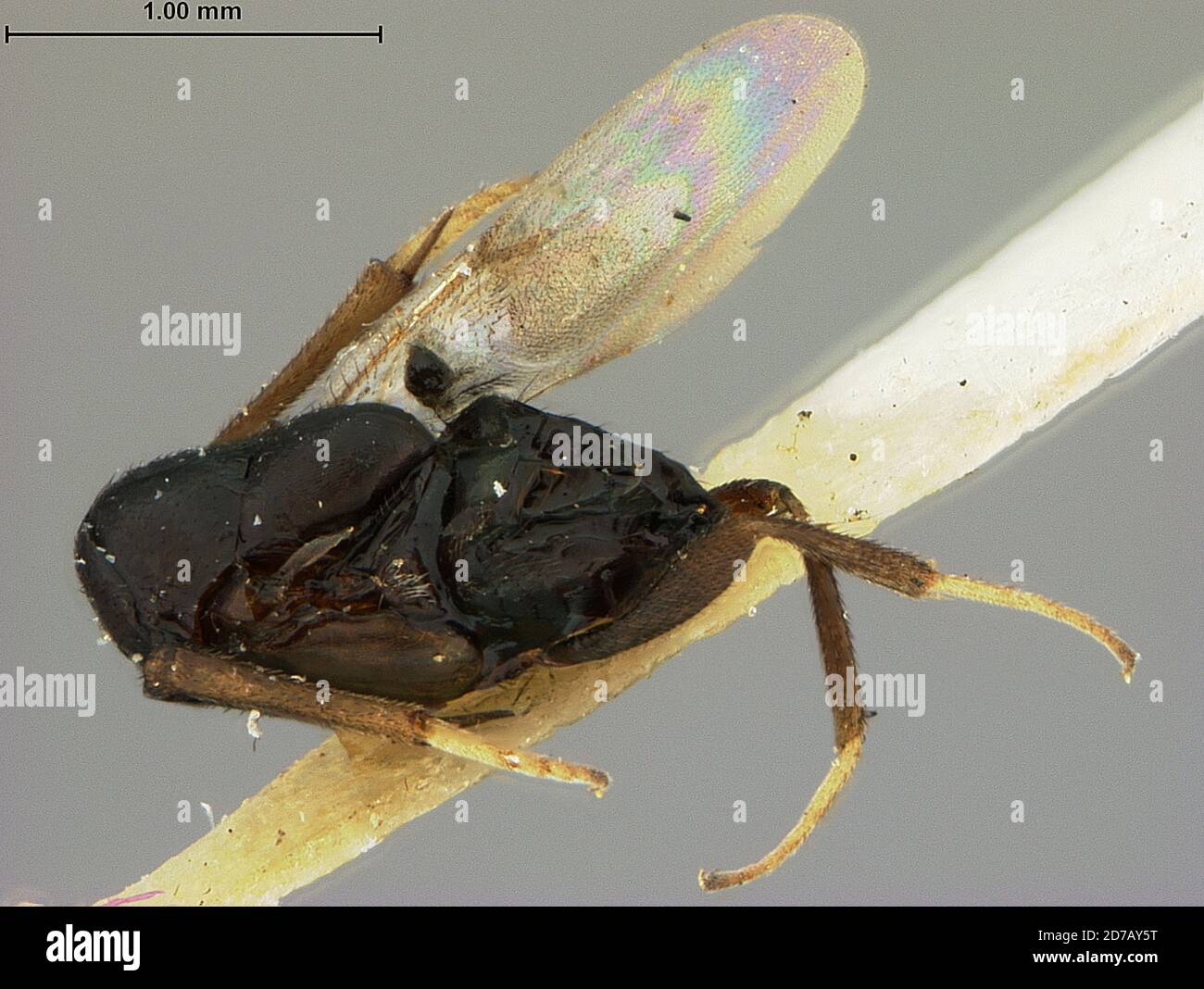 Manila, Rizal, Philippines, Howardiella tarsata Ashmead, 1905, Animalia ...