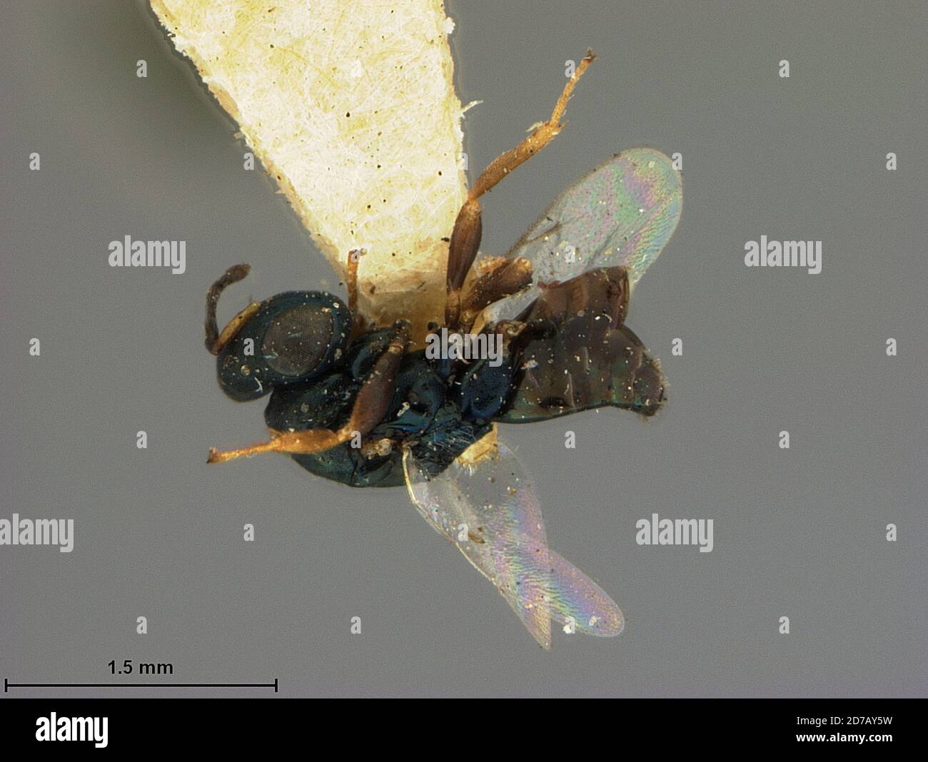 West Virginia, United States, Tomicobia tibialis Ashmead, 1904 ...