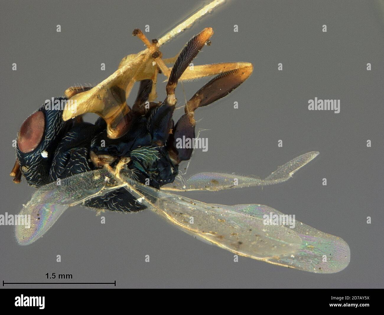 Indiana, United States, Catolaccus tylodermae Ashmead, 1893, Animalia ...
