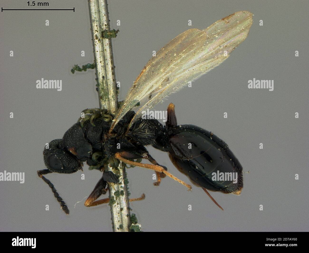 Isosomorpha tibialis ashmead hi-res stock photography and images - Alamy