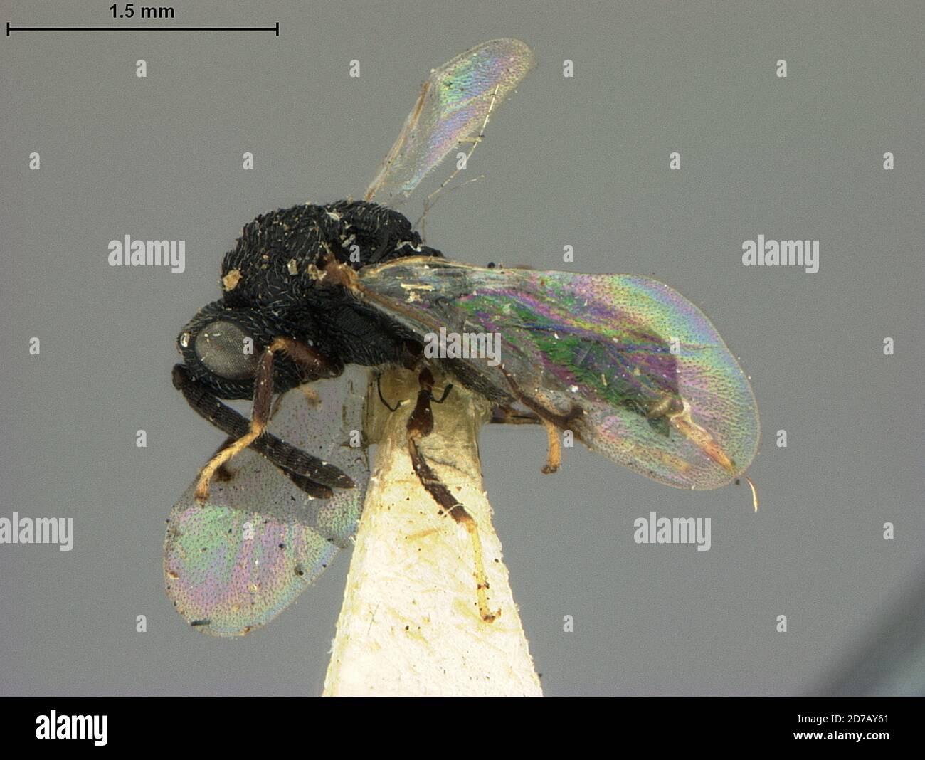 Chalcis tarsalis ashmead hi-res stock photography and images - Alamy