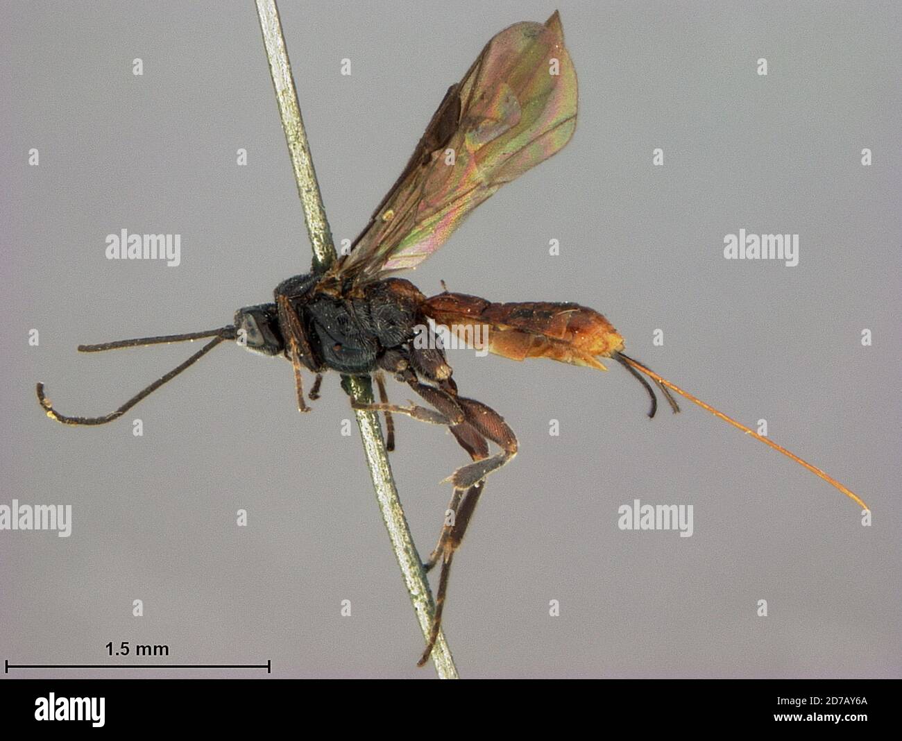 Texas, United States, Microdus aciculatus Ashmead, Animalia, Arthropoda ...