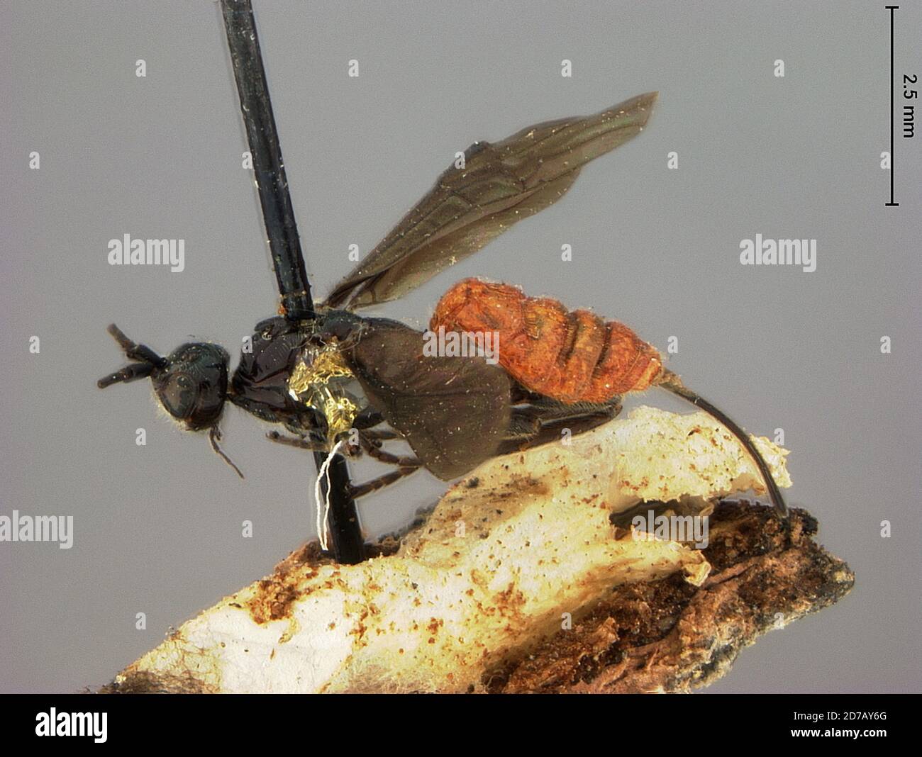 Bracon agrili Ashmead, Animalia, Arthropoda, Insecta, Hymenoptera ...